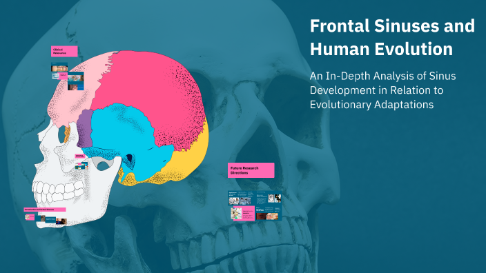 Frontal Sinuses And Human Evolution By Ramin Tirgan On Prezi