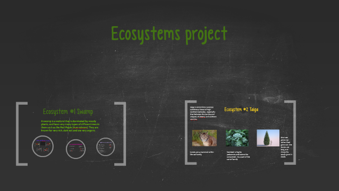 Swamp Food Chain by Giovanny Garcia