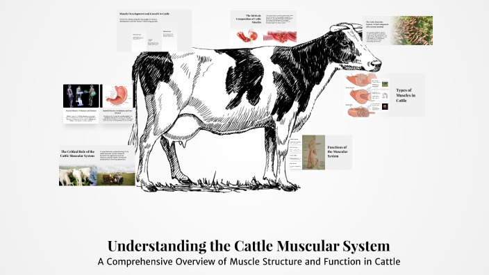 Understanding the Cattle Muscular System by Jasper Silva on Prezi