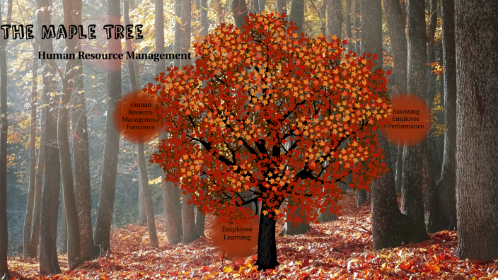 The Maple Tree by karis henrich on Prezi