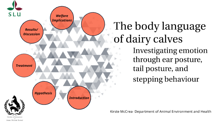 The body language of dairy calves: Investigating emotion through ear ...