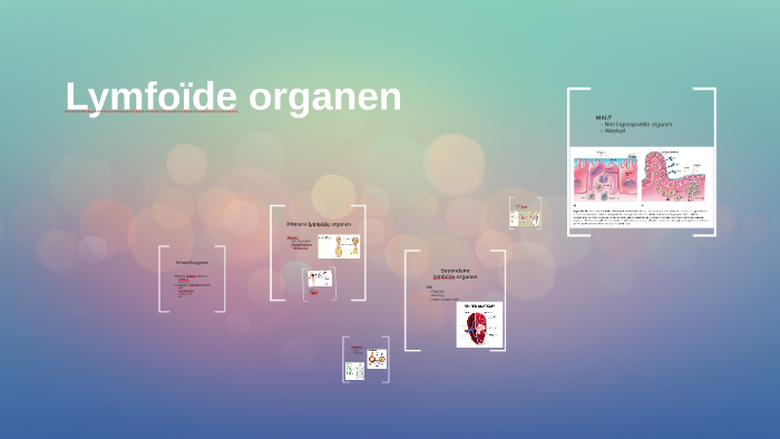Lymfoïde organen by Arlette Ruuls on Prezi