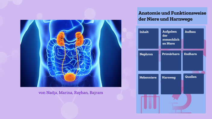 Anatomie und Funktionsweise der Niere und Harnwege by Nadja NEDOVIC on ...