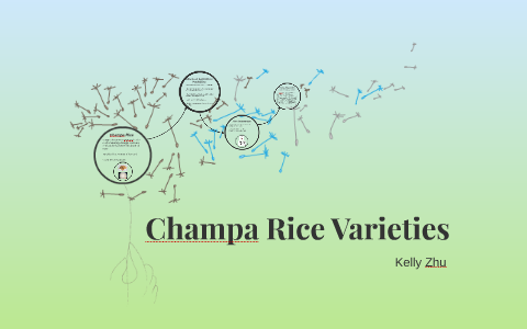 Champa Rice Varieties by Kelly Zhu on Prezi