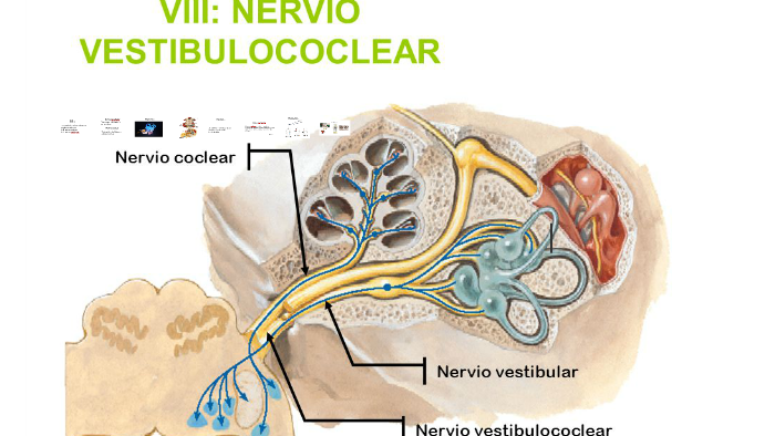 Nervio vestibulococlear by Mariana Gomez on Prezi