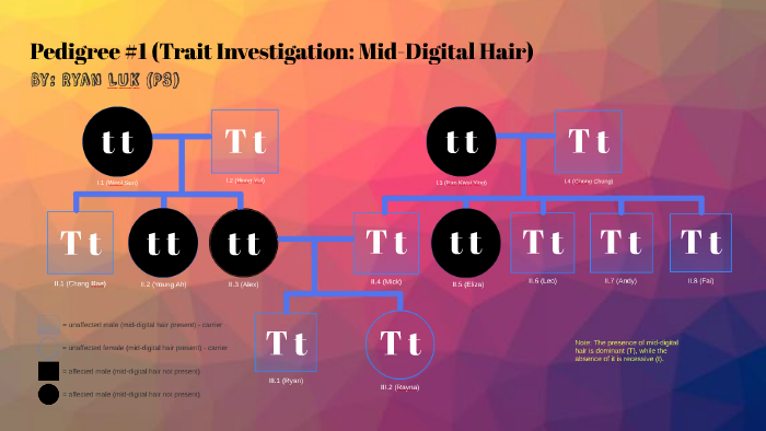 Pedigree #1 (Trait Investigation: Mid-Digital Hair) by Ryan L. on Prezi