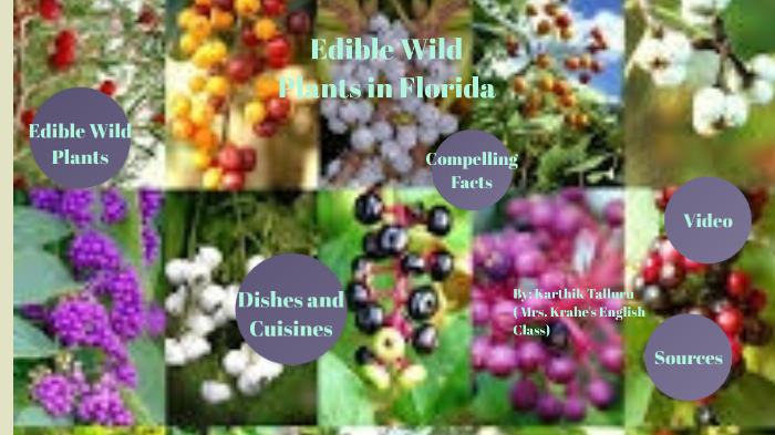 Edible Wild Plants in Florida by ...... ....... on Prezi