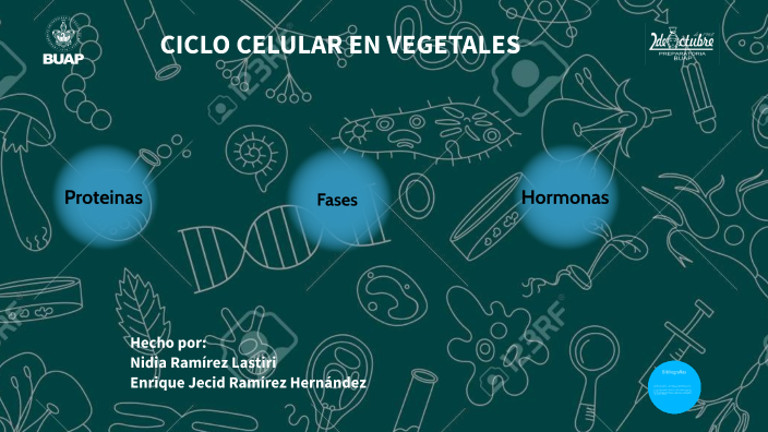 CICLO CELULAR EN VEGETALES𝐄𝐍 𝐕𝐄𝐆𝐄𝐓𝐀𝐋𝐄𝐒 by Nidia rlastiri on Prezi