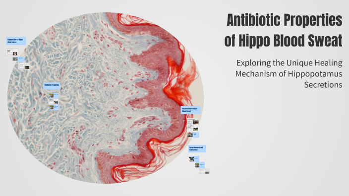 Antibiotic Properties of Hippo Blood Sweat by Rafaz on Prezi
