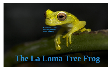 The La Loma Tree Frog by Peter Elkind on Prezi