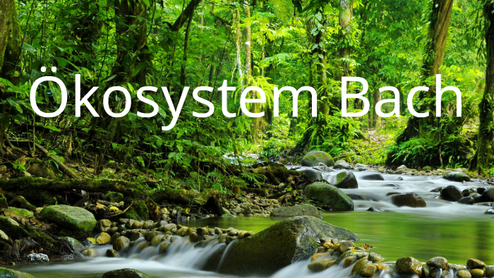 Ökosystem Bach by Malina Schneider on Prezi