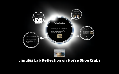 Limulus Lab Reflection on Horse Shoe Crabs by Kenneth Tan on Prezi