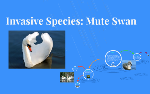 Invasive Species: Mute Swan by on Prezi