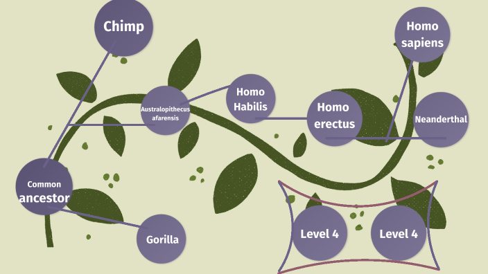human evolution project by Ethan Gloudemans on Prezi
