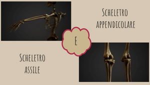 Scheletro assile e appendicolare by Francesca Crisci on Prezi Design