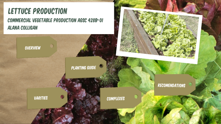Lettuce Presentation by jade alana on Prezi