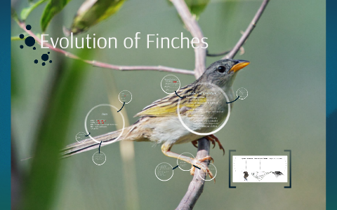 Evolution of Finches by Steven Koh on Prezi