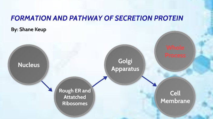 FORMATION AND PATHWAY OF SECRETION PROTEIN by Shane Keup on Prezi