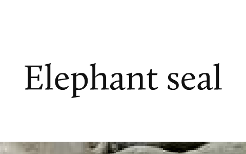 Elephant seal by Liam Minehan on Prezi