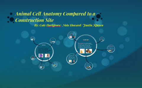 Animal cells compared to a Construction Site by ThatOneGuy 567 on Prezi