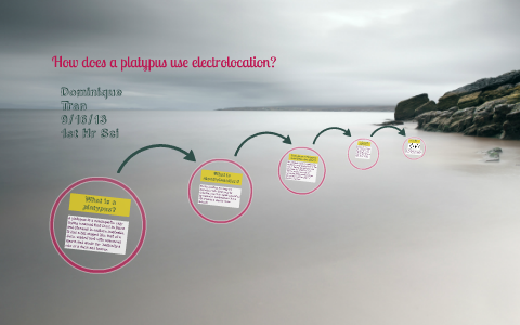How does a platypus use electrolocation? by Dominique Tran on Prezi