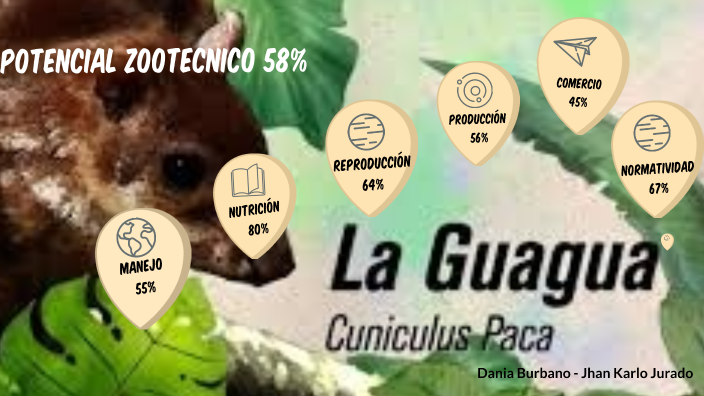 Cuniculus paca by Dania Burbano on Prezi