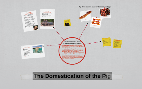 The Domestication of the Pig by Jonah Moroh on Prezi