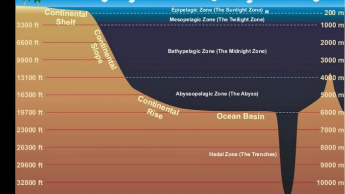 Marine science final project for zones of the ocean by Cameron Grace on ...