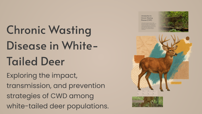 Chronic Wasting Disease in White-Tailed Deer by Ashley Mills on Prezi