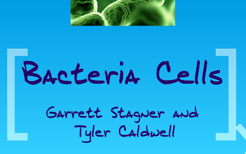 Bacteria Cell by Garrett Stagner on Prezi