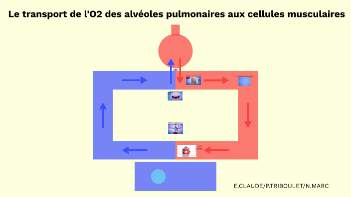 Le transport de l'O2 des Avéoles pulmonaires au cellules musculaires by ...