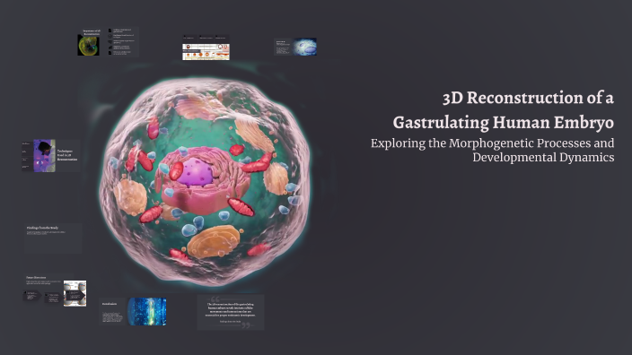 3D Reconstruction of a Gastrulating Human Embryo by shailja dhanuka on ...