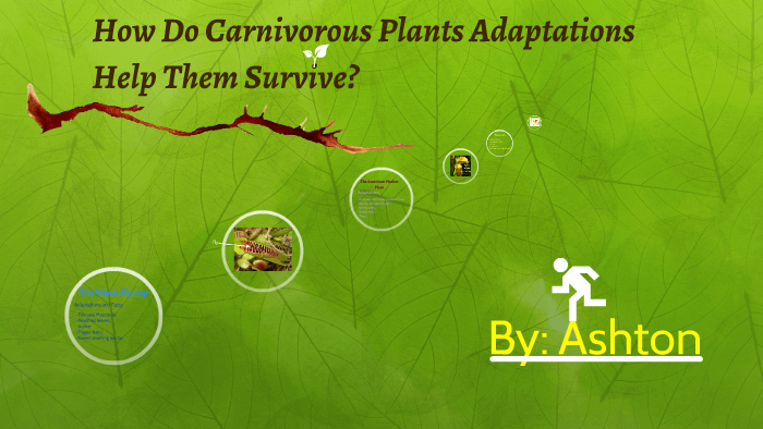 How Do Carnivorous Plants Adaptations Help Them Survive? by ashton ...