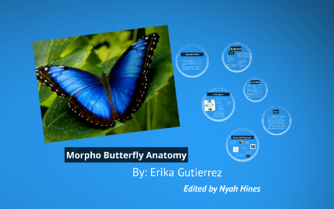 Morpho Butterfly by Nyah Hines on Prezi