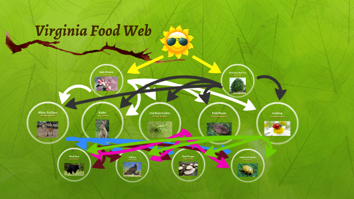 Virginia Food Web by Sam Perelman on Prezi
