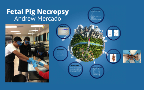 Fetal Pig Necropsy by Andrew Mercado