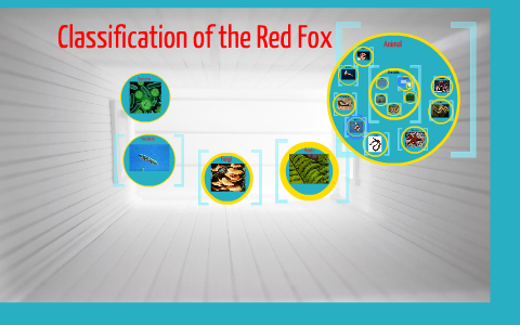 Taxonomy of Red Fox by Jad Malaeb on Prezi