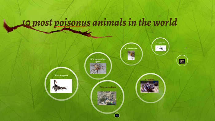 10 most poisonus animals in the world by dobby unelfolibre on Prezi