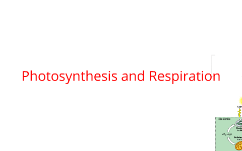 Connection between Respiration and Photosynthesis by Corey Gilreath on ...