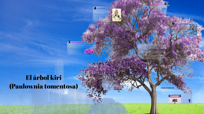 Árbol Kiri (Paulownia tomentosa) by Bry GalVal on Prezi