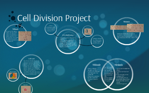 Cell Division Project by Lauren Johnson on Prezi