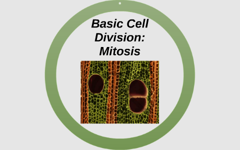 Basic Cell Division: Mitosis by Robert Shoemaker on Prezi