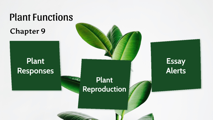 Chapter 9: Plant Functions by Noel Smith on Prezi