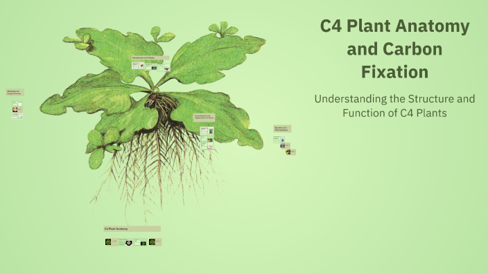 C4 Plant Anatomy and Carbon Fixation by BRANDON ZHANG KAIHAO 2SC5 on Prezi