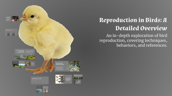 Reproduction in Birds: A Detailed Overview by abdullahi kudu mohammed ...