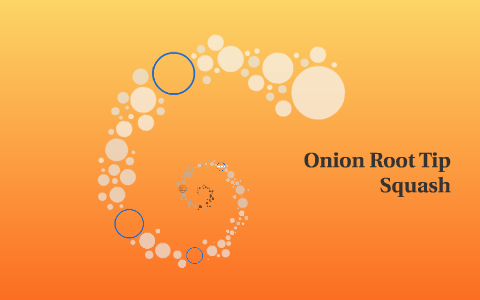 Onion Root Tip Squash by katrina trottier on Prezi