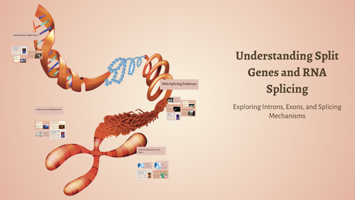 Understanding Split Genes and RNA Splicing by Suyash Jain on Prezi