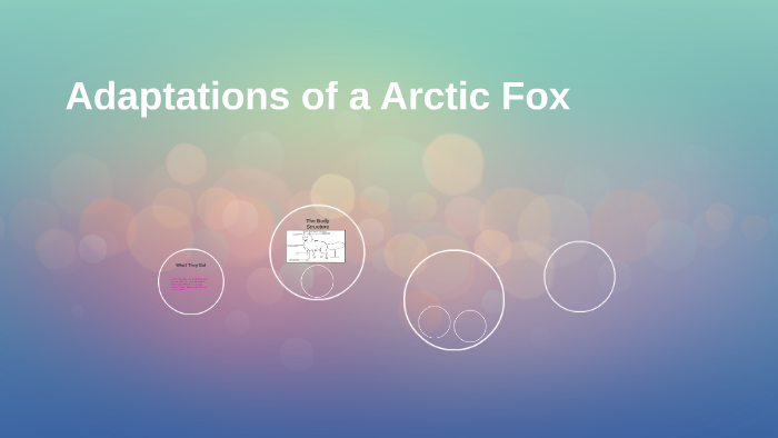 Adaptations of a Arctic Fox by kandace miller on Prezi