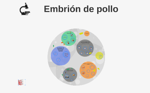Embrion de pollo by Freddy Lopez on Prezi