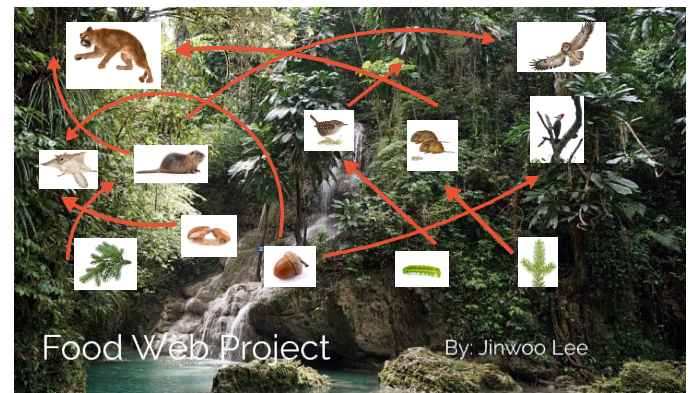 Food Web Project by Jinwoo Lee on Prezi